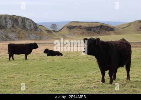 Cows grazing with Hadrian’s Wall and Sycamore Gap in the background ...