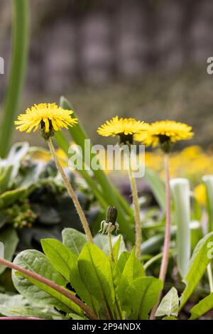 inflorescence of yellow fresh dandelions in the field, spring season ...