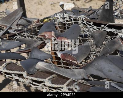 Many cutted Shark fins dried under the hot sun at fisherman village ...
