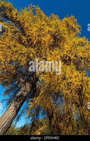 Larch trees with autumn colors photographed against a snow-covered park ...