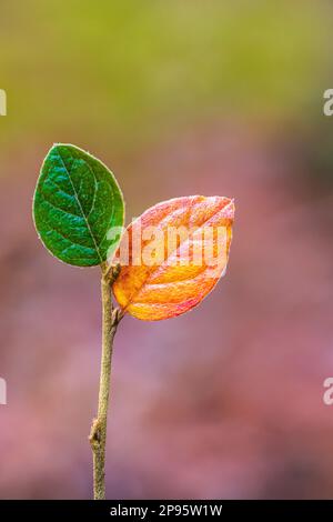 blueberry leaves in autumn colors,hanover,lower saxony Stock Photo - Alamy