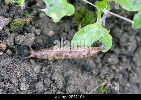 A shellless snail, slug eating young vegetables, sprouting radish in ...