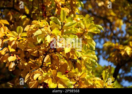 Yellow and orange branches of Magnolia tree in autumn. Magnolia seeds ...