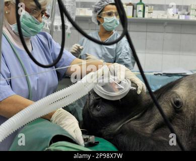 Veterinarians make the Budapest Zoo's oldest gorilla, Liesel ready for ...