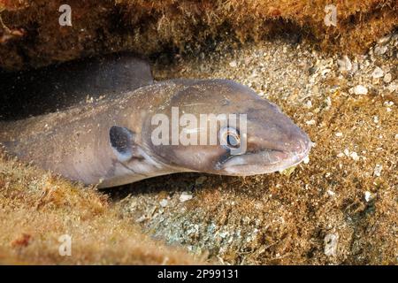 Large-eye conger eels, Ariosoma marginatum, are often refered to as ...