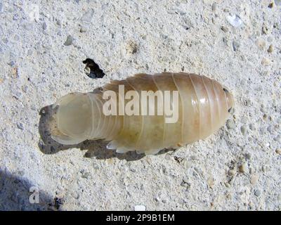 Anilocra physodes (Isopoda, Cymothoidae). Cymothoids are ectoparasitic ...