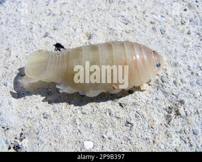 Anilocra physodes (Isopoda, Cymothoidae). Cymothoids are ectoparasitic ...