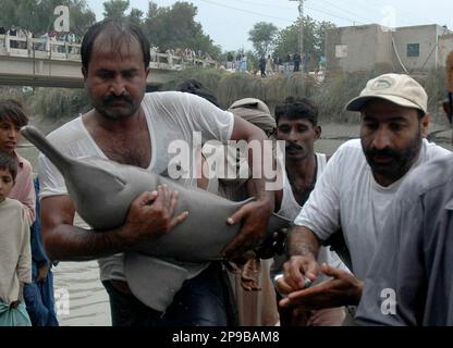 Pakistani environmental volunteers rescue a dolphin which was stuck in ...