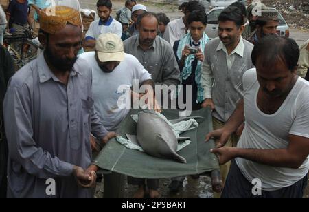 Pakistani environmental volunteers rescue a dolphin which was stuck in ...