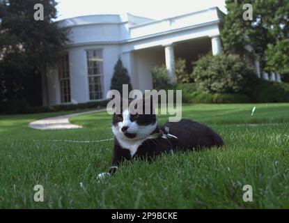 Socks the Cat, the First Pet of President Bill Clinton and First Wife ...