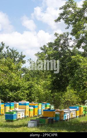 A multi-hive hive in an apiary in the spring near flowering trees ...
