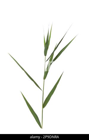 Beautiful reed with lush green leaves isolated on white Stock Photo - Alamy
