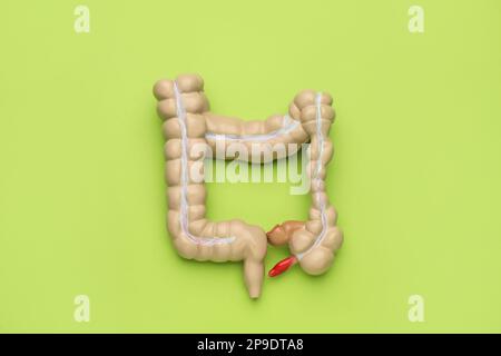 Anatomical model of large intestine on light grey background, top view ...