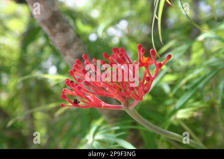JATROPHA MULTIFIDA COMMONLY KNOWN AS CORAL PLANT, CORALBUSH OR PHYSIC ...