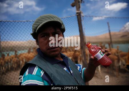 Vicuna, one of the two wild animals in the camel family in Peru, South ...