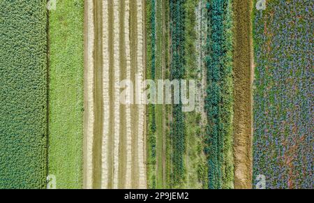 Aerial drone image of fields with diverse crop growth based on ...