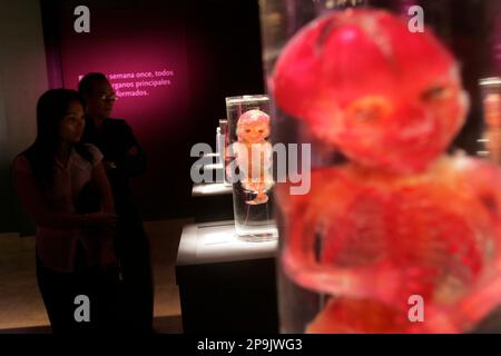 Bodies Revealed: The Exhibition Stock Photo - Alamy