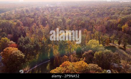 Beautiful view of many trees in a forest Stock Photo - Alamy