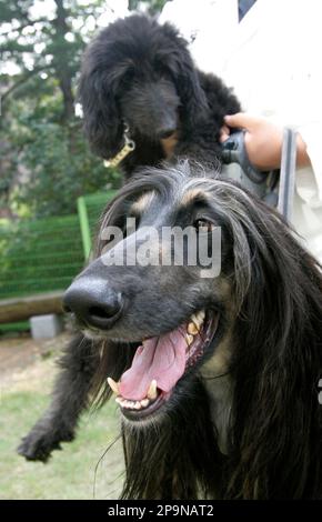 The world's first cloned dog Snuppy, right, looks at its puppies at ...