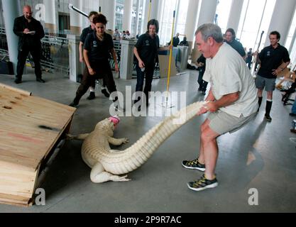 Albino American Alligator at the California Academy of Sciences, San ...
