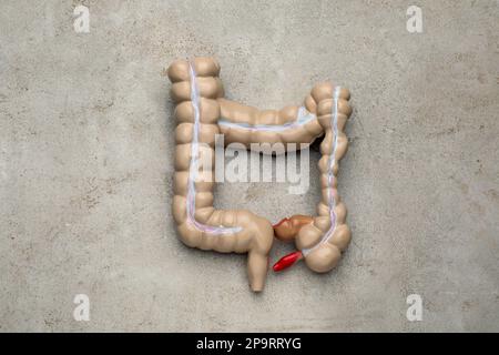 Anatomical model of large intestine on light grey background, top view ...
