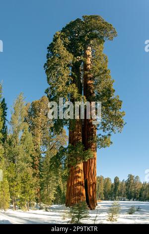 Sequoia national Park with old huge Sequoia trees like redwoods in ...