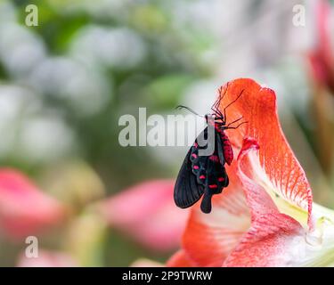The Pink Rose butterfly - Pachliopta kotzebuea, beautiful large colored ...