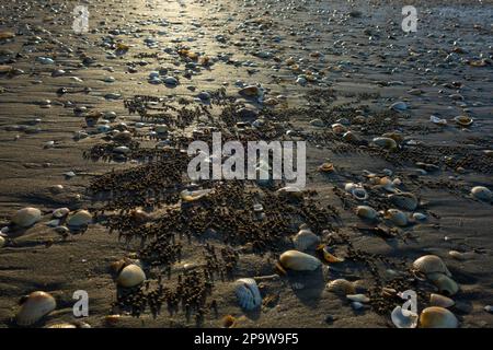 Shells and patterns made by soldier crabs on Shelly beach, Torquay ...