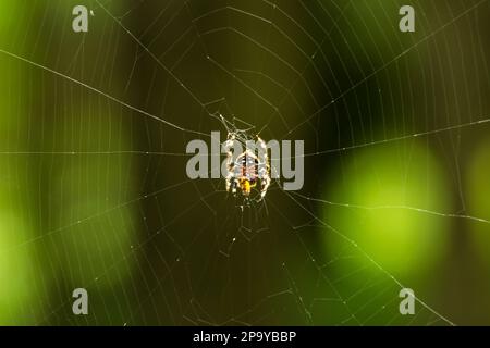 Common bark spider (Caerostris sexcuspidata Stock Photo - Alamy