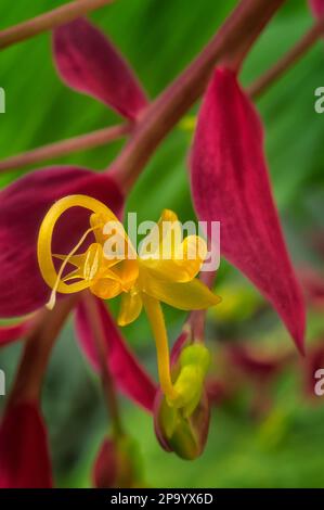 Dancing ladies ginger, dancing girls ginger (Globba winitii ...