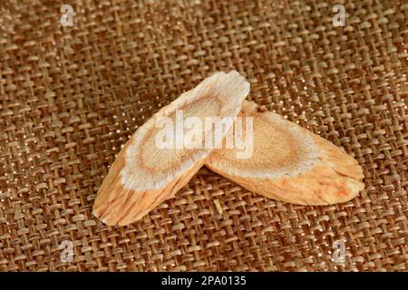Chinese herbal medicine astragalus membranaceus on a white background ...