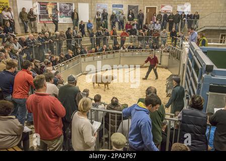 Texel sheep, purebred, domestic animals, ungulates, farm animals ...
