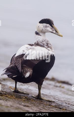 An eclipse drake Common Eider (Somateria mollissima) in summer in ...