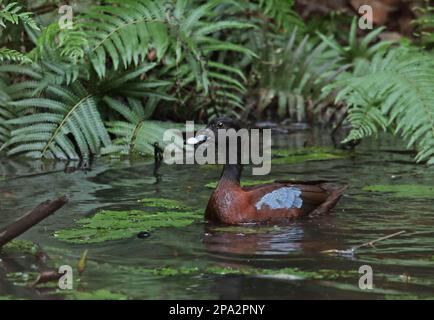 Swimming Hartlaub's Duck (Pteronetta hartlaubii Stock Photo - Alamy