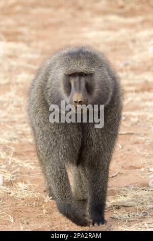 Baboon in the savannah. Samburu, Kenya Stock Photo - Alamy