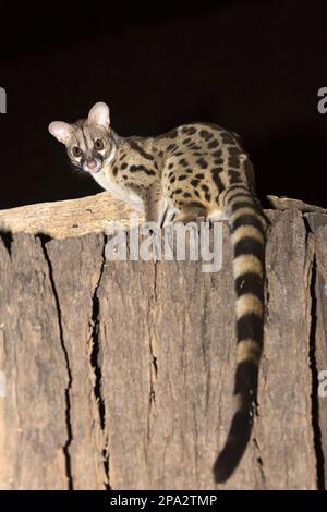 Rusty-spotted genet (Genetta maculata), Large-spotted Genets, Large ...