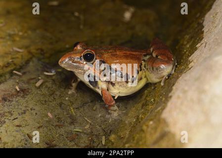 Sharp-nosed rocket frog (Ptychadena oxyrhynchus) adult, in shallow ...