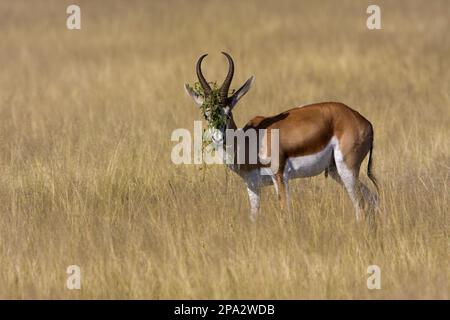 Springbok, springbok, springbok, antelope, ungulates, even-toed ...