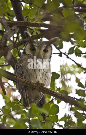Bush Owl, White-faced Scops Owl, Bush Owls (Ptilopsis leucotis), White ...