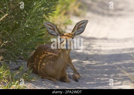 Steenbok, Steenbok, Steenbok, Antelope, Antelopes, Ungulates, Even-toed ...