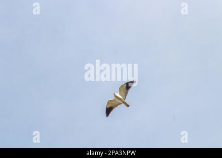 A Black-winged Kite Soaring in the Sky Stock Photo - Alamy