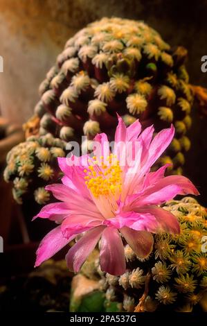 Mammillaria theresae, Cactaceae. Rare cacti from Mexico. ornamental ...