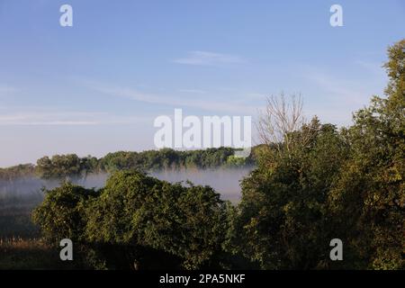 A layer of fog hovering over wetlands surrounded by a ring of trees in ...