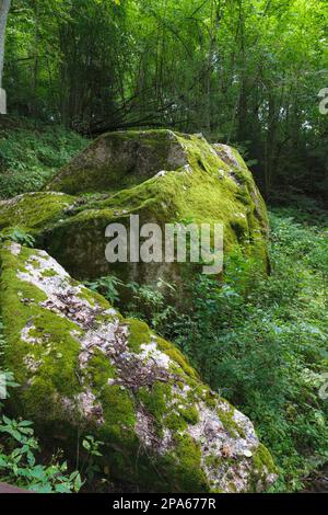 Enchanted forest, with stones, boulders and trees covered in vibrant ...