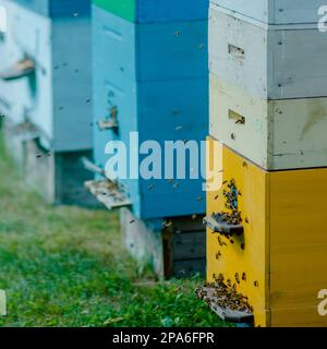 Cropped as a square photo with a beehive. Working bees on plank. Frames ...
