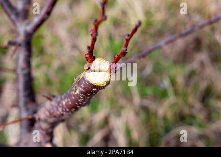 Grafting on fruit tree. method of grafting with cutting to obtain new ...