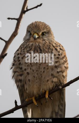 Common Kestrel in Bushy Park, England Stock Photo - Alamy