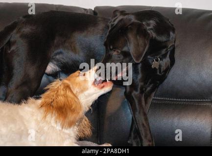 Labrador and spaniel play fighting showing teeth and biting Stock Photo ...