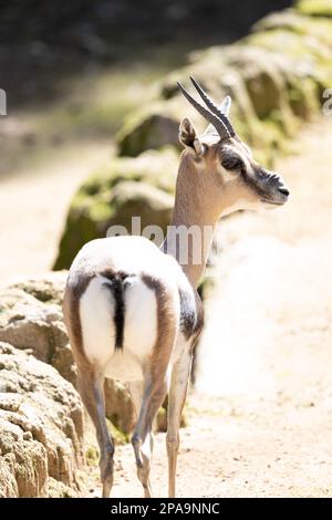 Speke's Gazelle (Gazella spekei), is the smallest of the gazelle ...