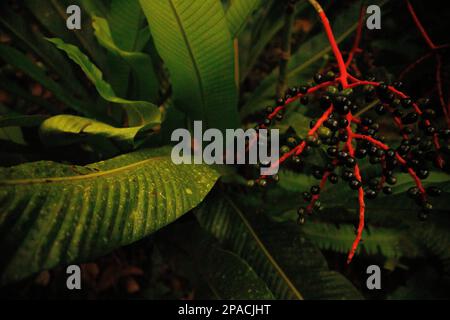 Chamaedorea tepejilote also called camedor chicuilote or acaya, is a ...